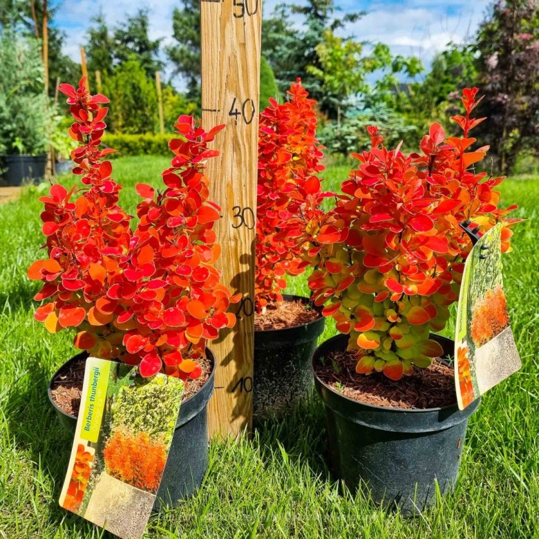 Berberys 'Orange Ice' Pomarańczowy 30-40CM C2 PRAWDZIWE ZDJĘCIA ...